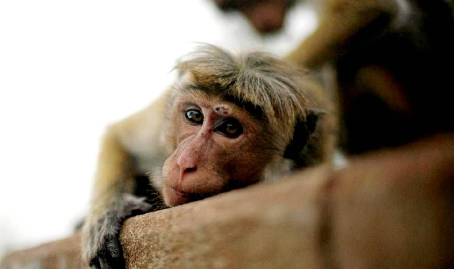 Sri Lanka scraps proposal to export monkeys to China – VOICE ASIA NEWS
