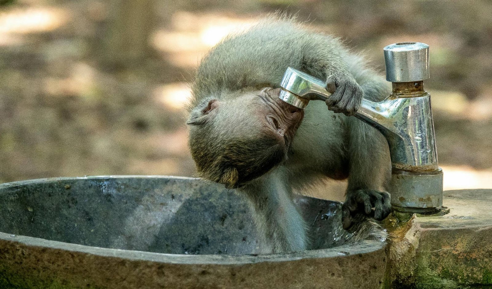 India Heatwave Claims Wildlife Victims: Thirsty Monkeys Drown in ...